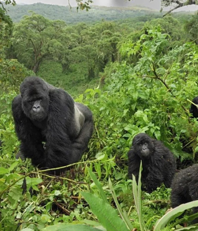 Gorilla express from kampala | Canam Travels